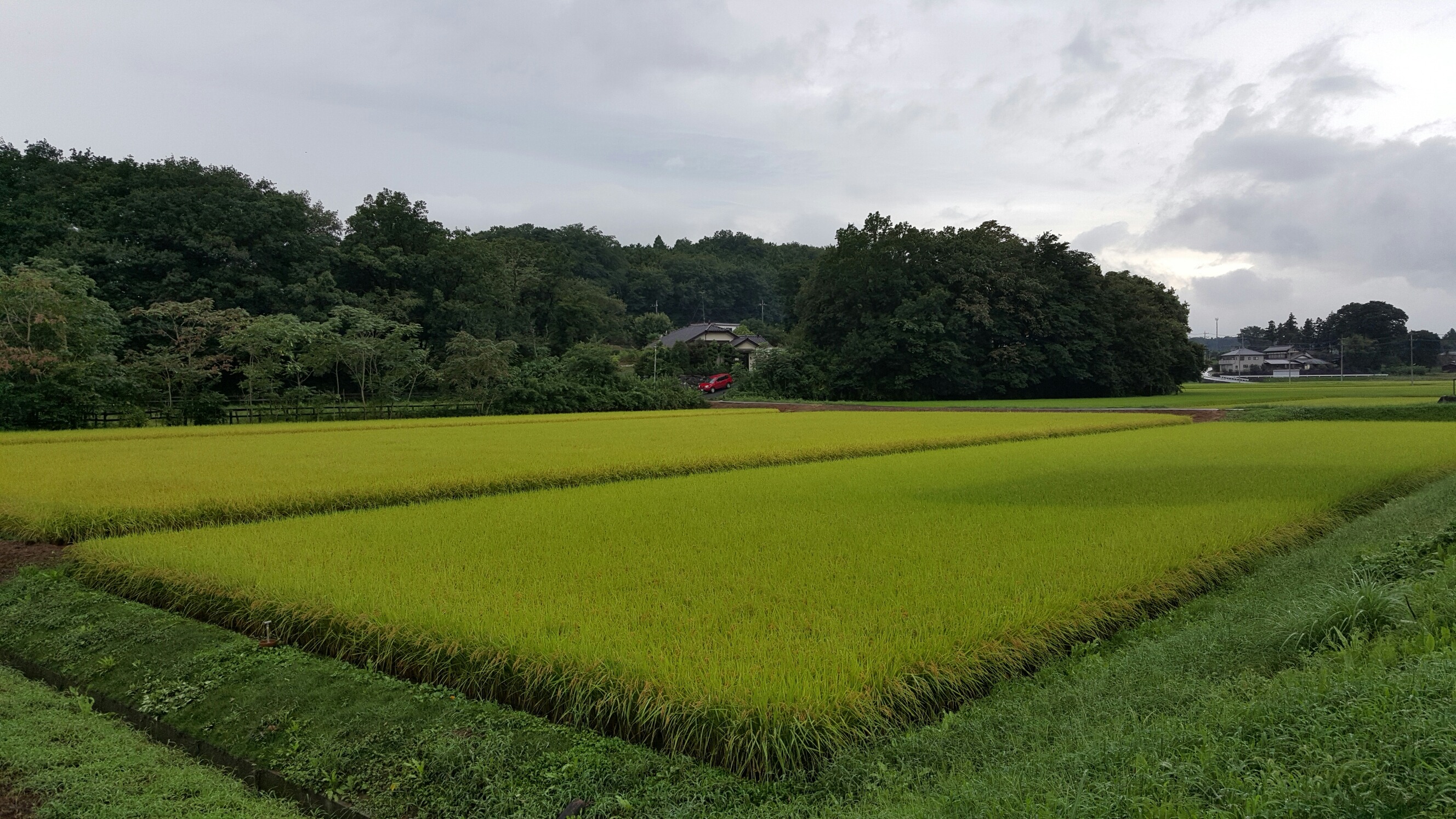 A rice field haiku – Mateo de Colón